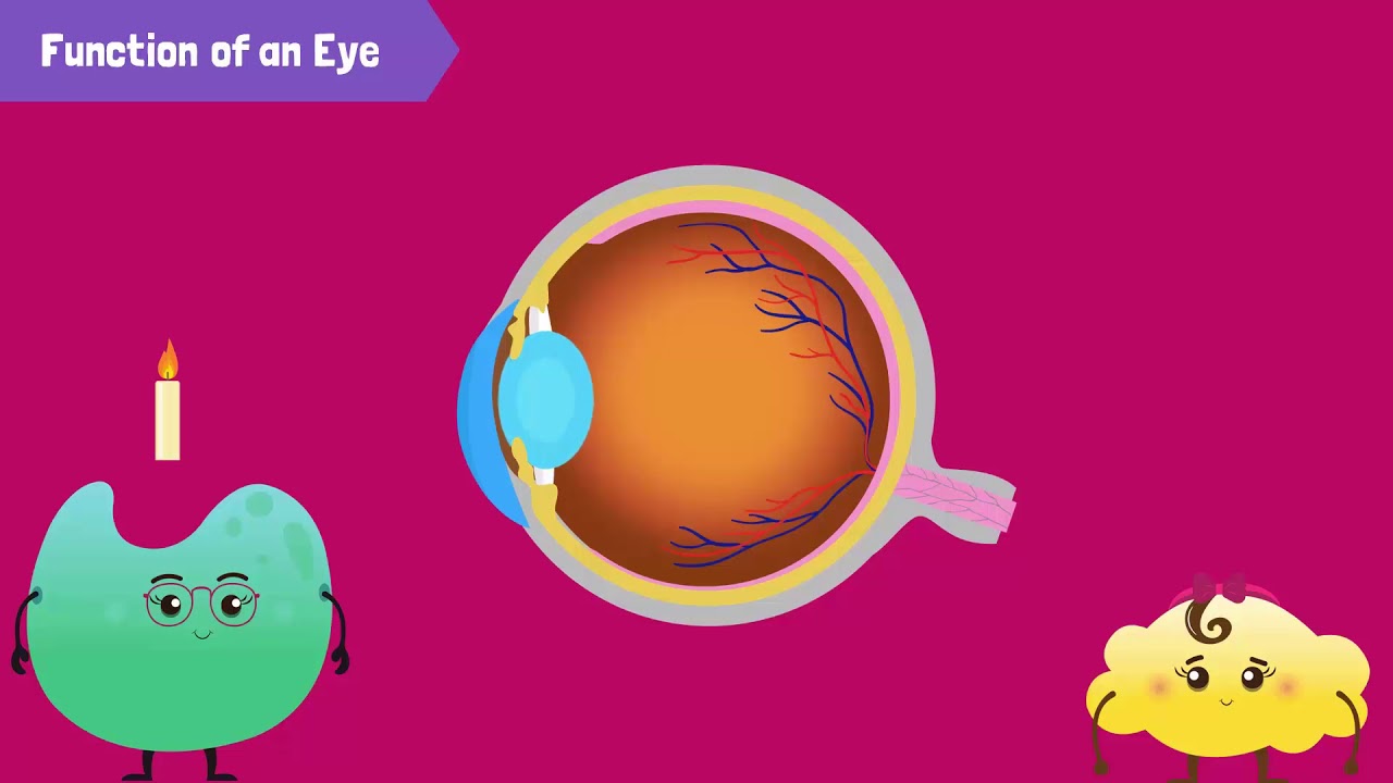 Structure and Function of an Eye - YouTube