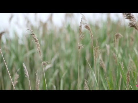 VIDEO ALAM CINEMATIC (no copyright)for background free HD