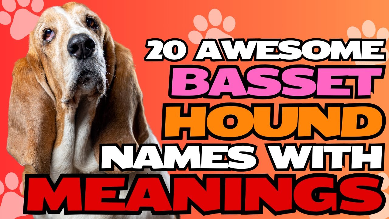 20 Awesome Basset Hound Names with Meanings 🐶🌟 - YouTube