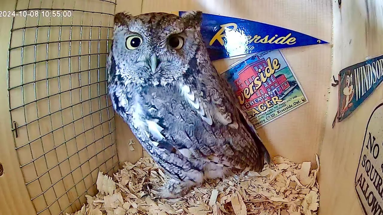 First Owl of the Season! - YouTube