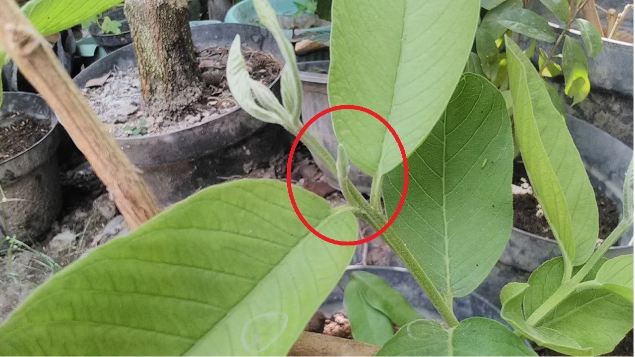 CARA MENCEGAH RONTOK BUNGA TABULAMPOT JAMBU KRISTAL DENGAN PUPUK ...