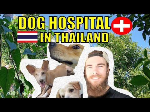 Volunteering at a Dog Hospital in Thailand 🐾 - YouTube