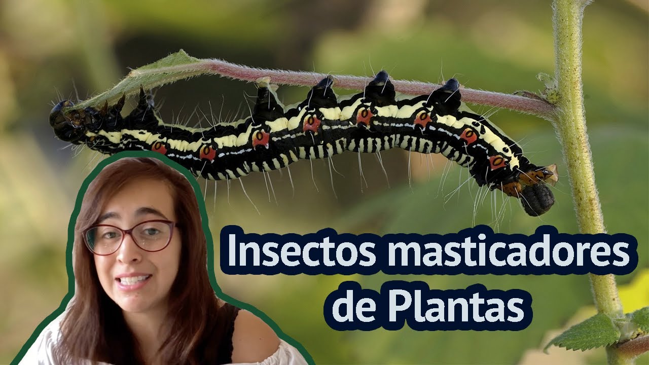 TIPOS DE PLAGAS 💀 (Insectos masticadores) 🐛 - YouTube