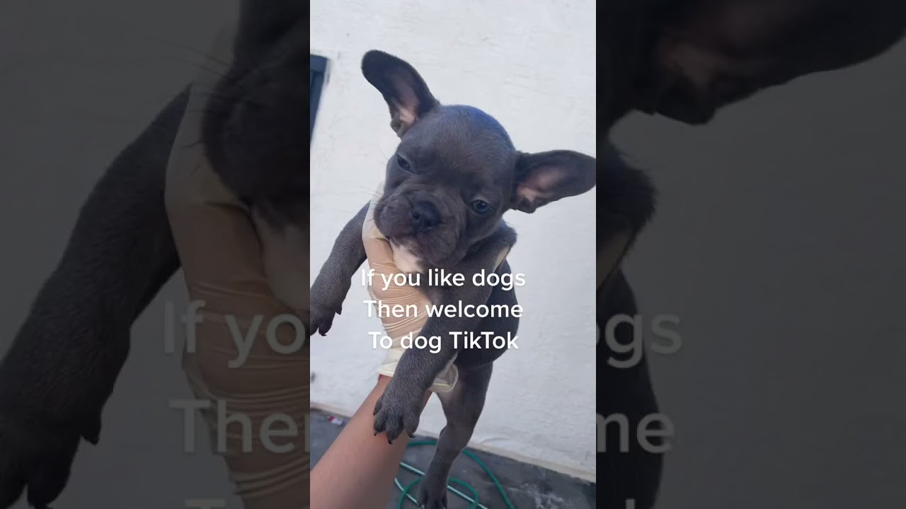 Frenchies | Wholesome Frenchies | Frenchies Being Wholesome | Frenchies ...