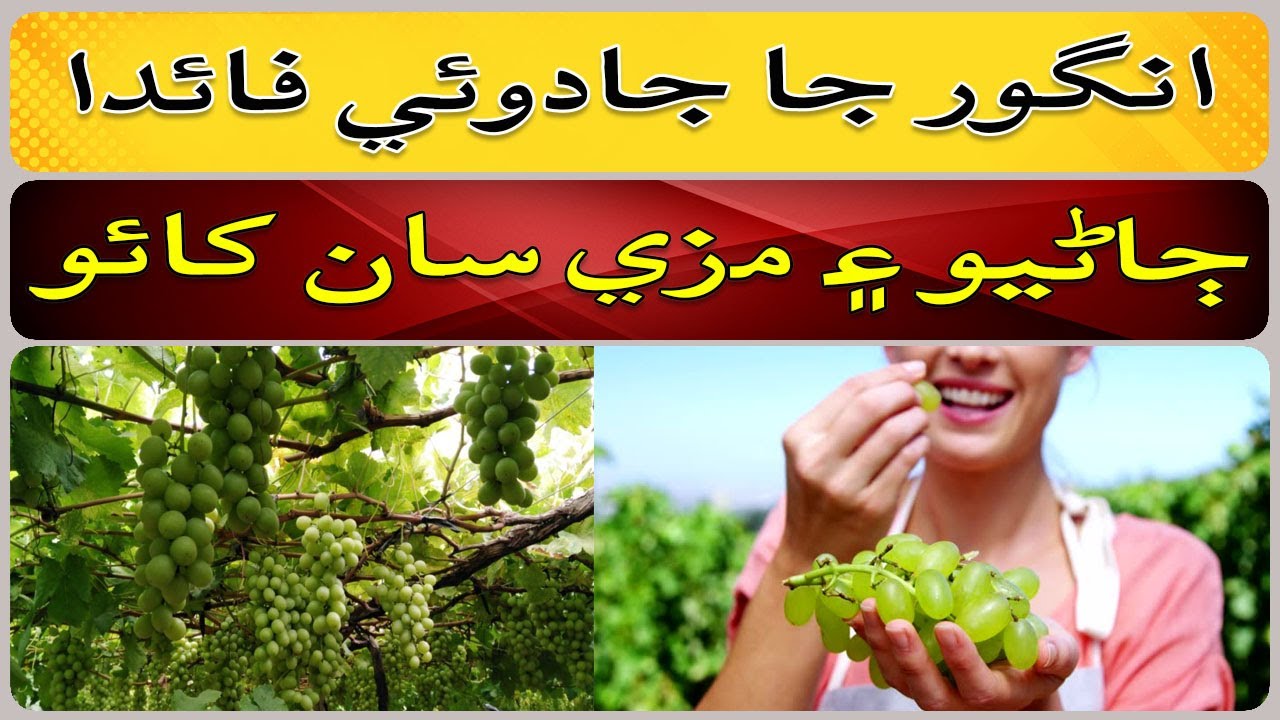 Magical Benefits of Grapes. - YouTube