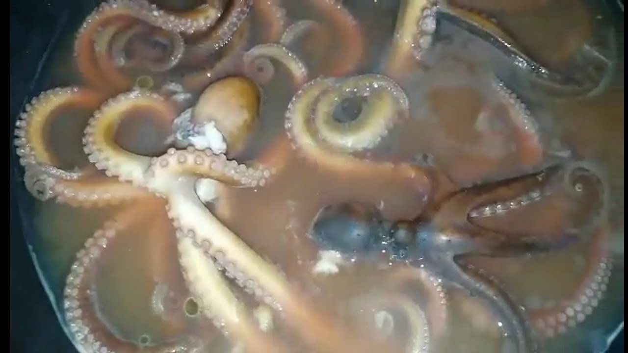 How to cook adobong octopus - YouTube