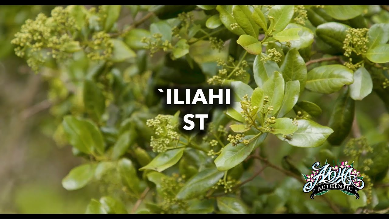 ʻIliahi St. - YouTube
