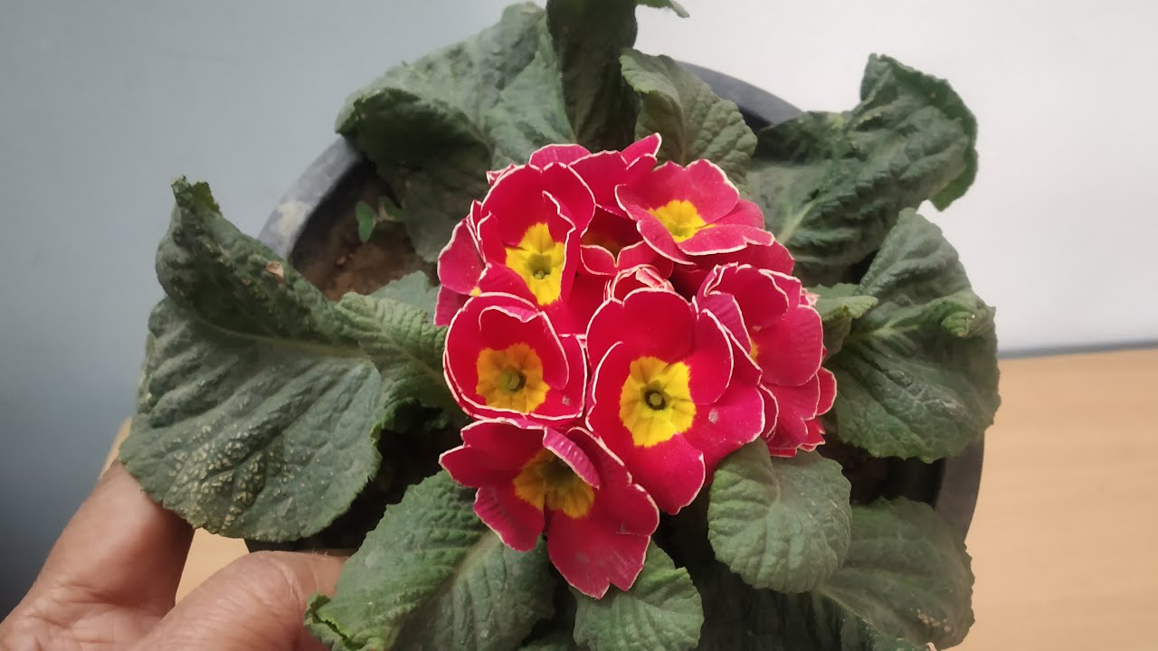 How to care Primrose/Primula Vulgaris Plant Care - YouTube