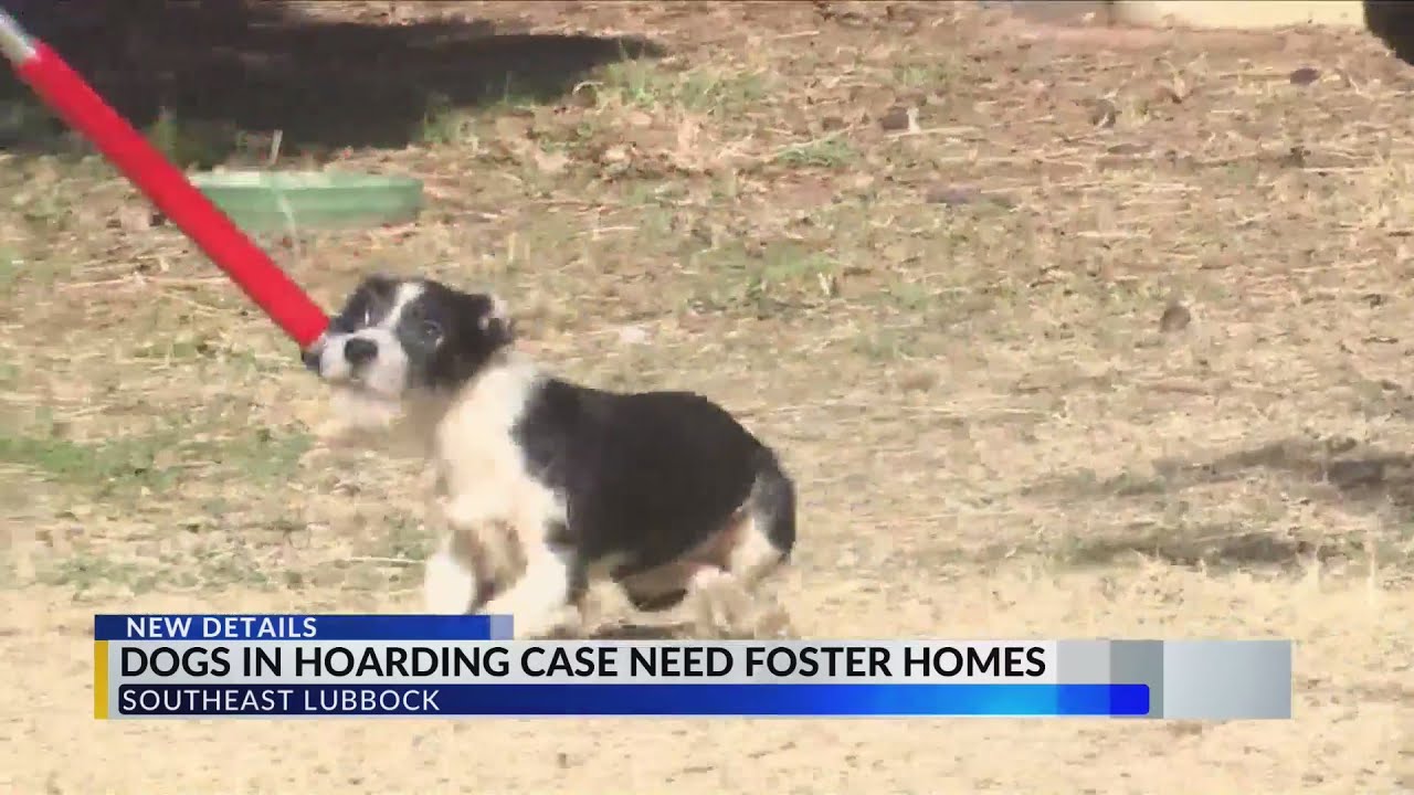 28 dogs found inside condemned home - YouTube