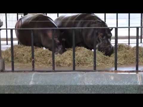 Voedertijd bij de Nijlpaarden ZOO Antwerpen / Feedingtime hippos at ZOO Antwerp