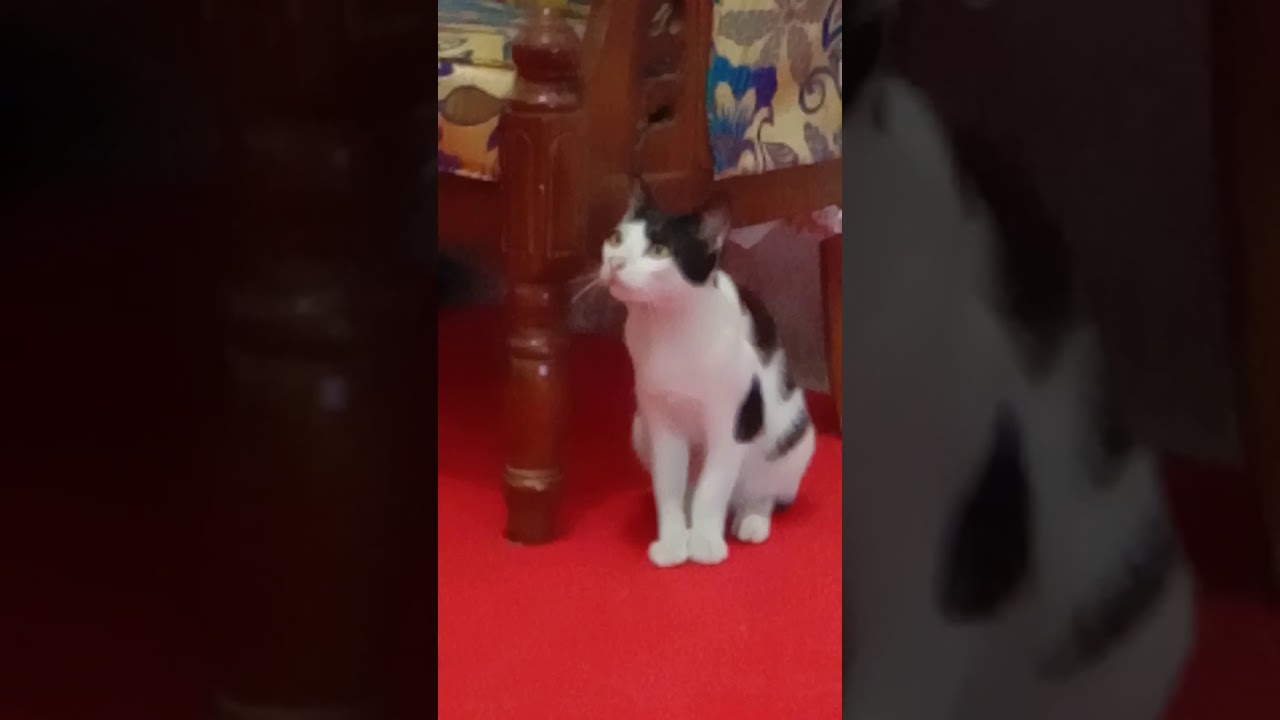 Kucing bengong - YouTube