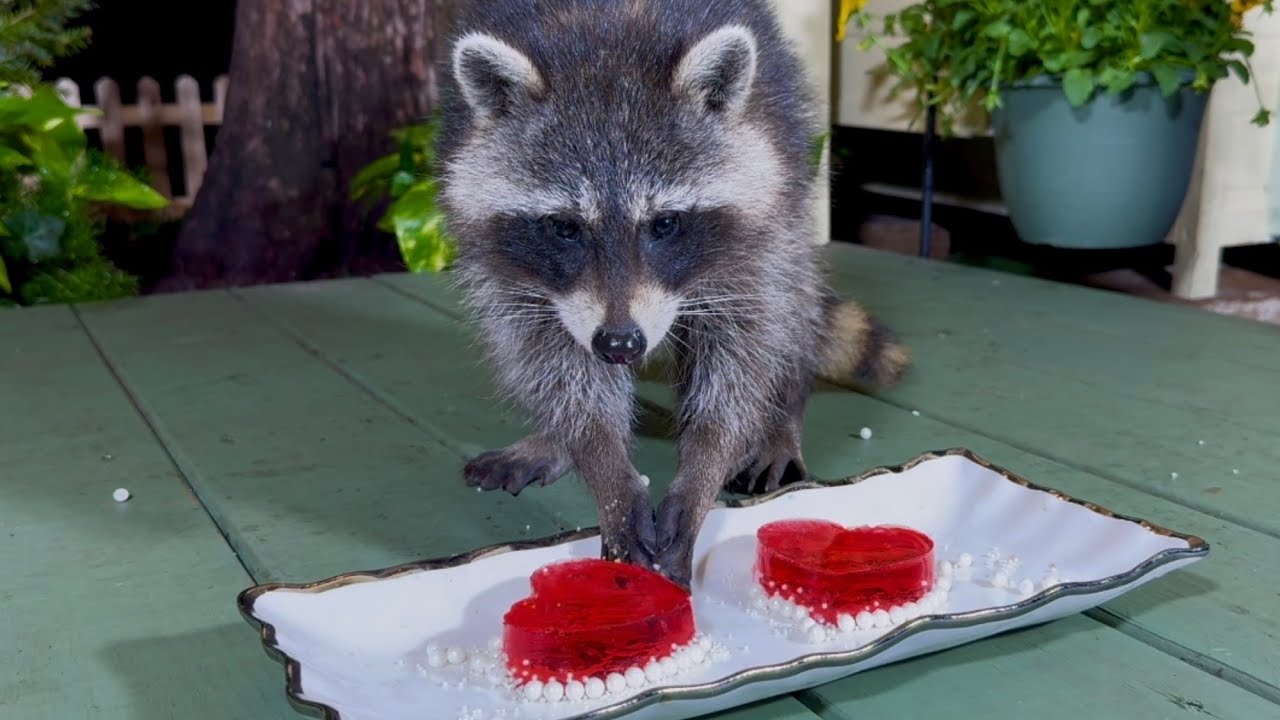 Raccoons are Eating Red Jello | Happy Valentine's Day with Raccoons ...