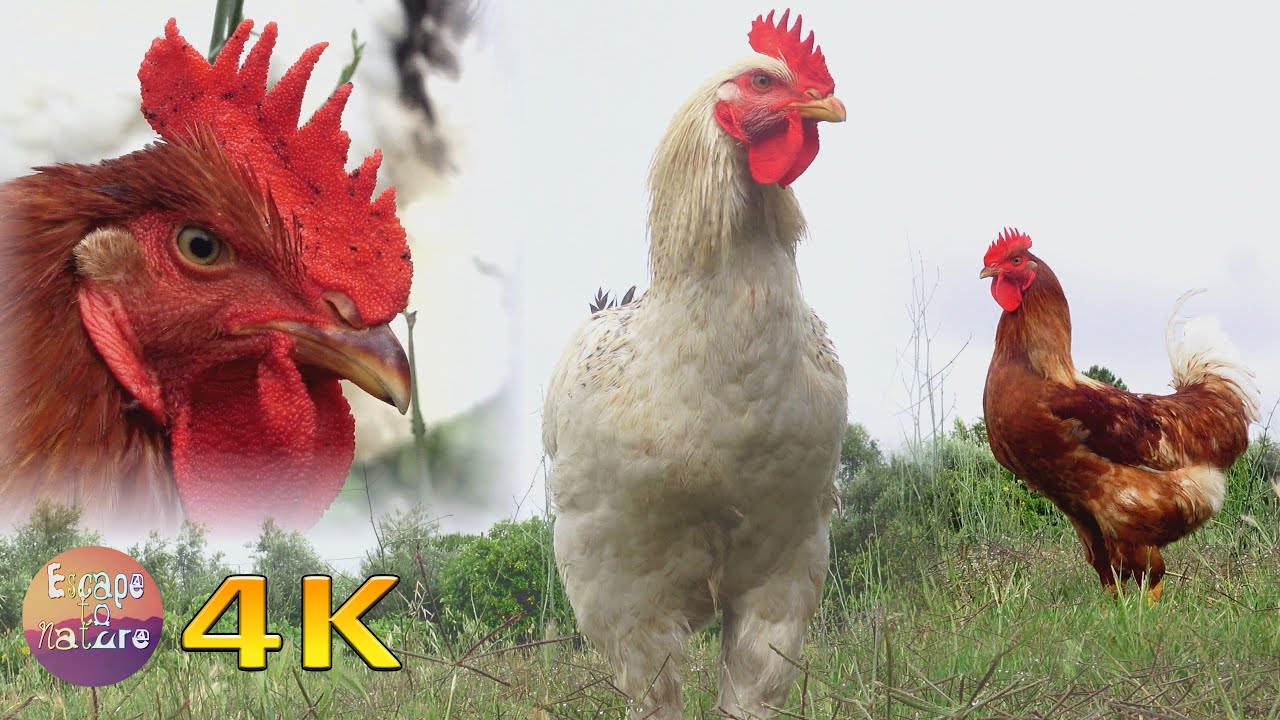 4K Roosters and chickens a rainy day in the farm - Roosters crowing ...