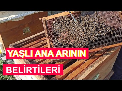 Yaşlı Ana Arının Belirtileri (Kısayollar)