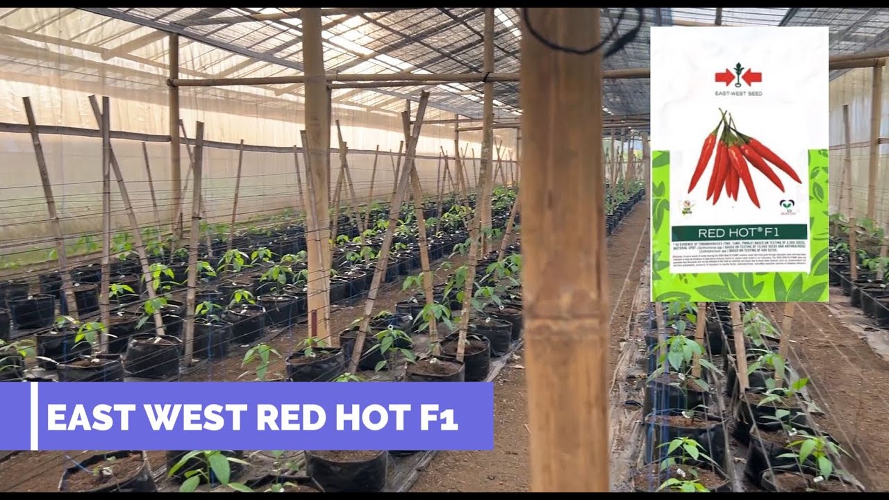 Sili Red Hot F1 Peppers | Kamatis Avatar F1 Tomatos | Greenhouse ...