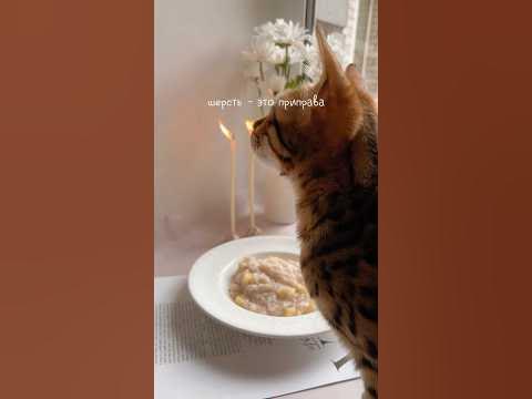 Шерсть - это приправа #завтрак #эстетика #вдохновение #доброеутро # ...