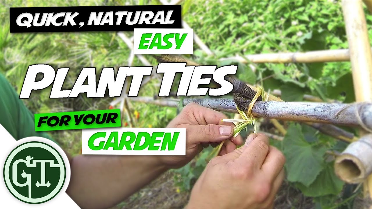 Quick, Natural & Easy Plant Ties for Your Garden - Tieing Cucumber Vine ...