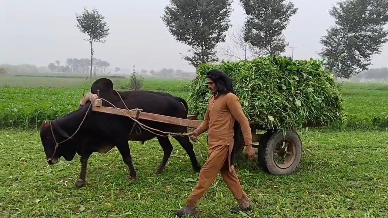 Sardi Mein Shadi Ki Ahmed Ahmed Village Routine Life Style In Punjabi ...