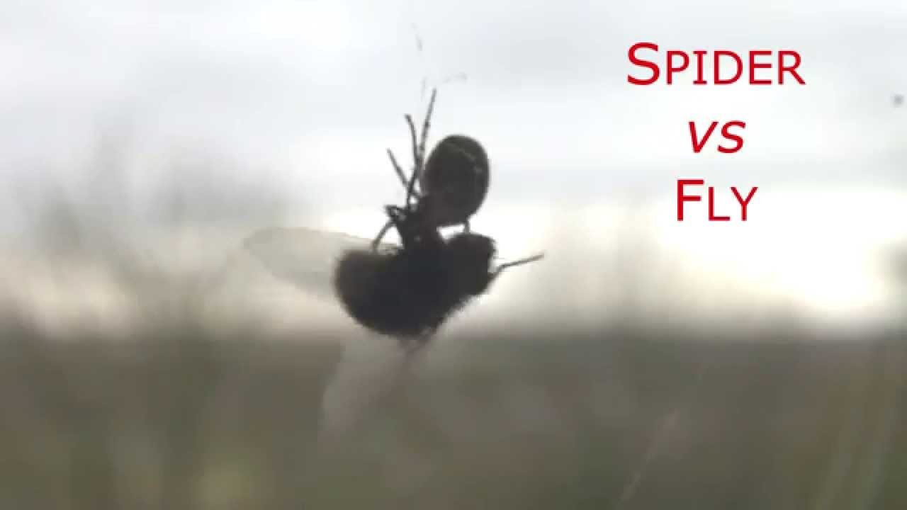 Spider vs Fly - YouTube