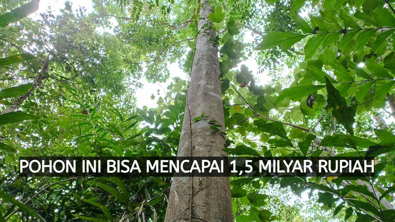 Ternyata begini penampakan salah satu pohon termahal di dunia - YouTube