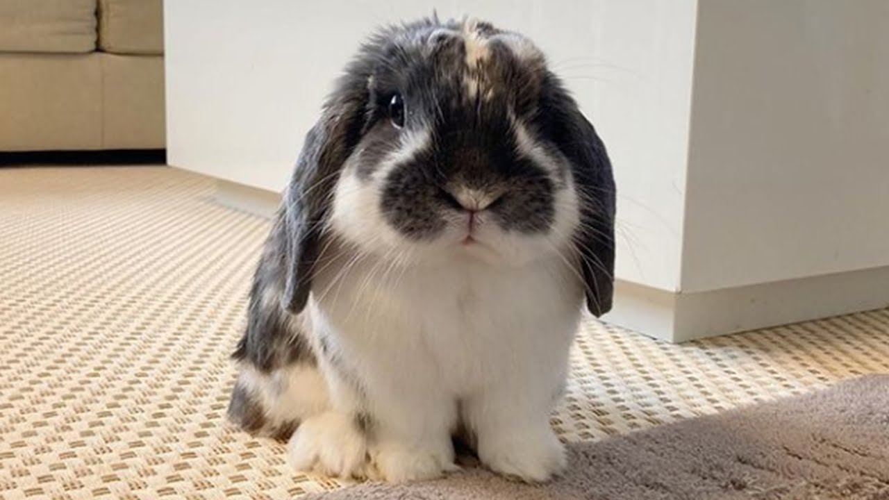 Mini Lop The Cutest Rabbit Breed Of The World - YouTube