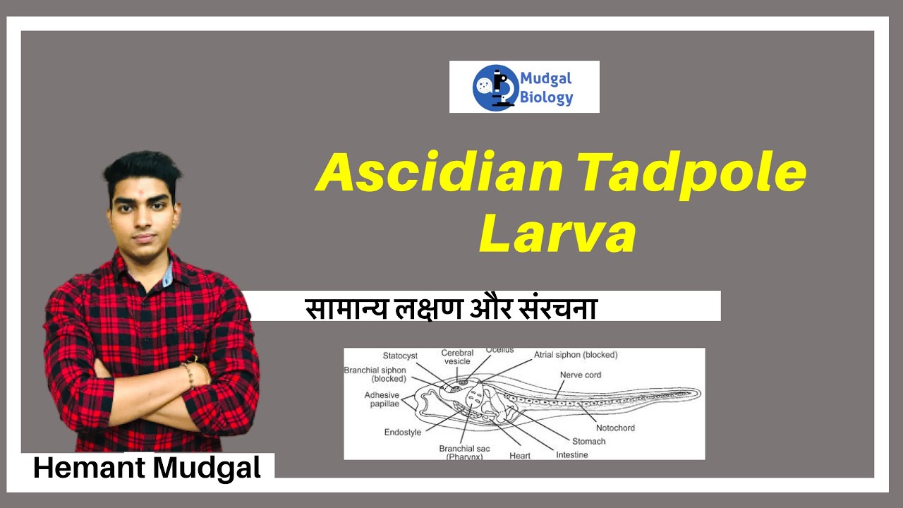 Ascidian tadpole larva || B.Sc. 3 year || Zoology || Mudgalbiology ...