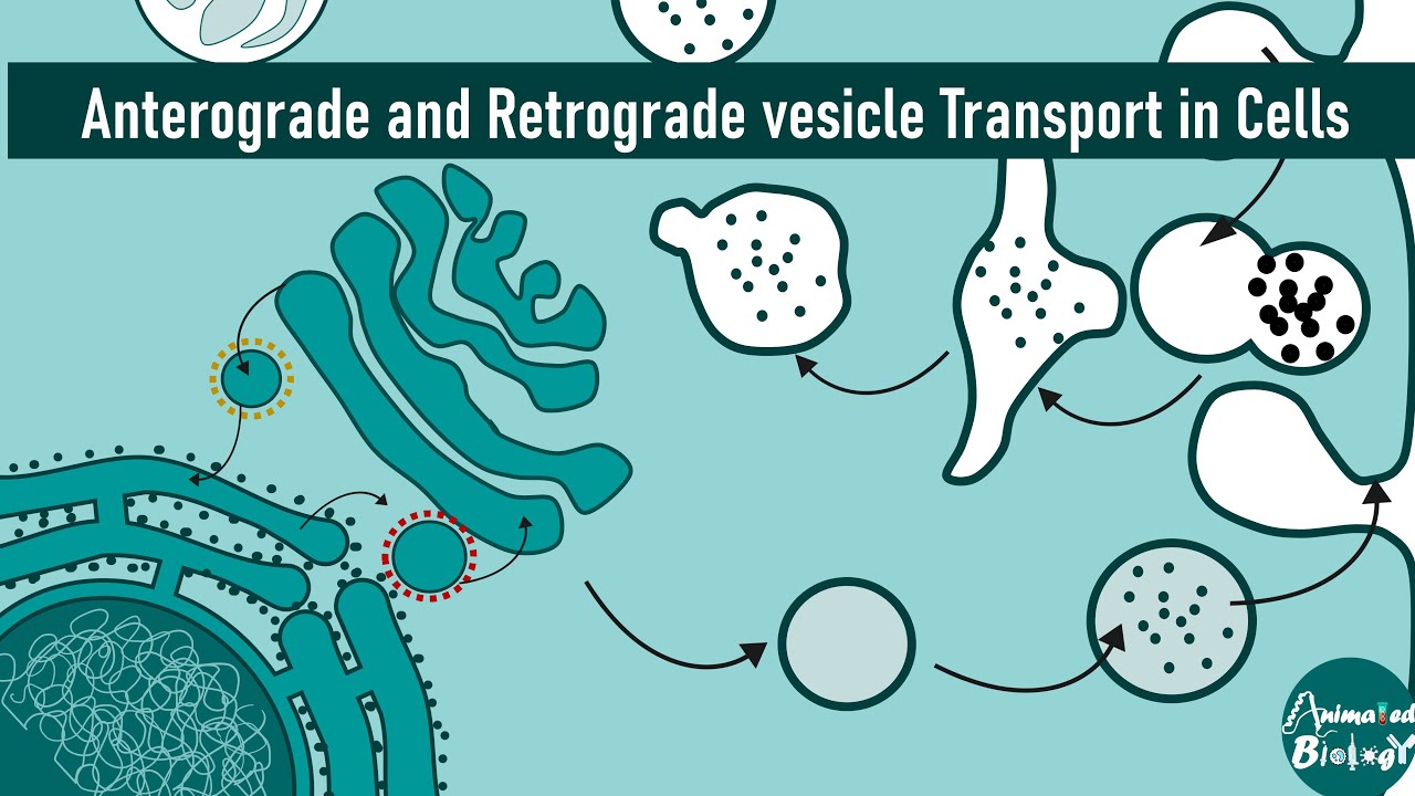 Anterograde and Retrograde vesicle Transport in Cells | Golgi–ER ...