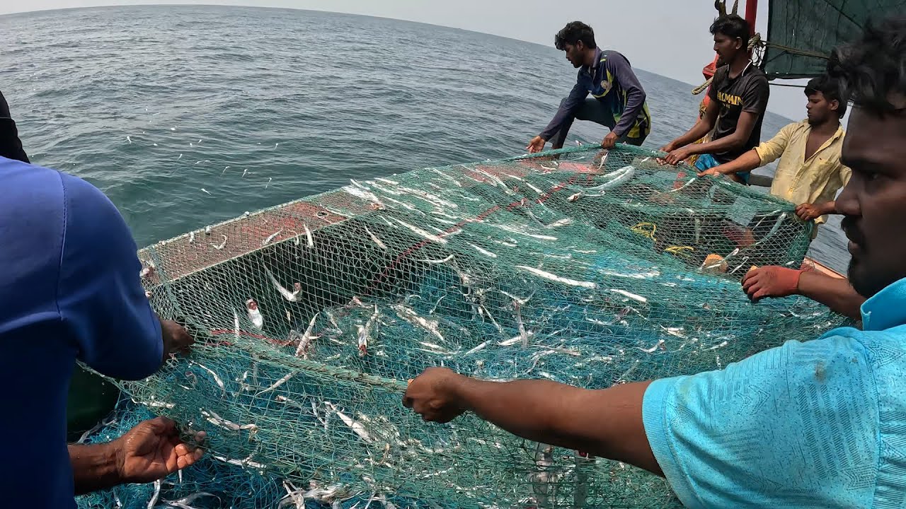 Trawling Boat Lot of Fish Catch in Deep Sea #kadal - YouTube
