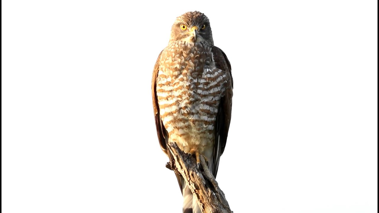 Grey faced buzzard, FullHD JH1RNZ - YouTube