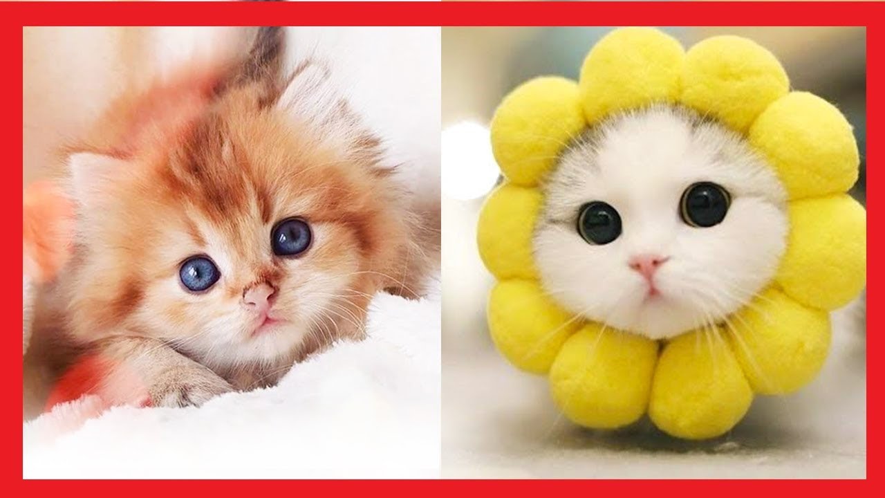 CUTE AND FUNNY ANIMALS COMPILATION #2 - YouTube