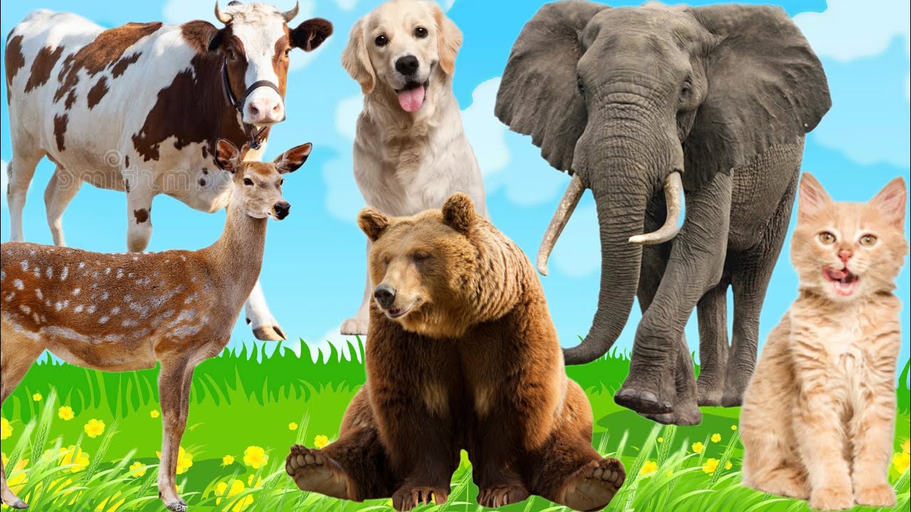 Interesting farm cute animals sounds: Dog, cat, elephant, deer, bear ...