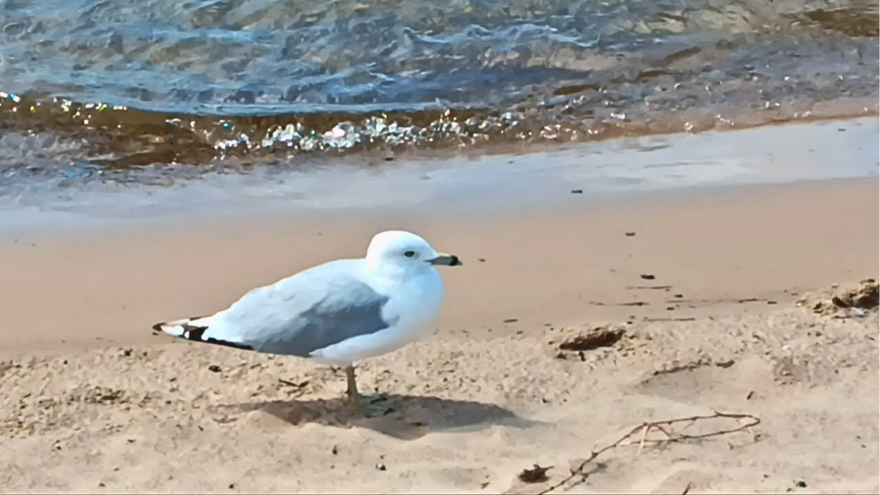 Seagull Stands Strong & Calm in the Sand | Peaceful & Proud Ring Billed ...