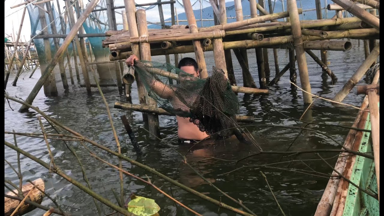 FEEDING OUR GROUPER AND CHECKING OUR TRAPS FOR CRABS AND FISH,# ...
