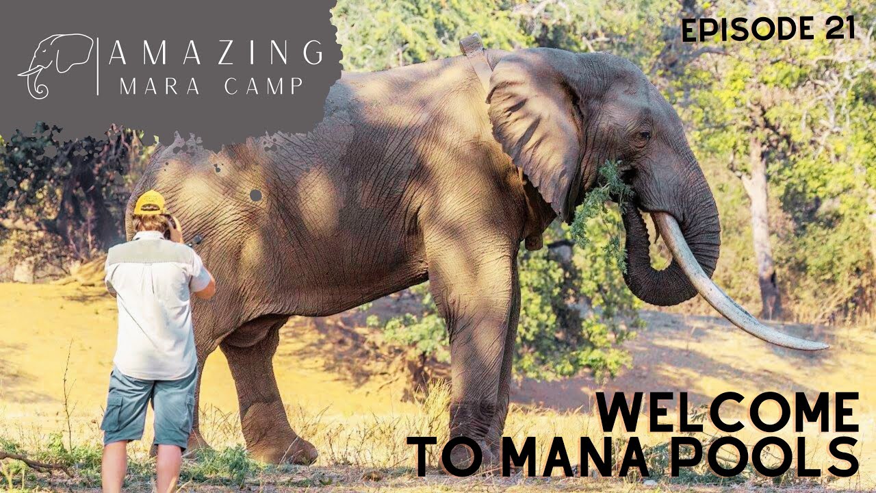 Episode 21 - The Magic of Mana Pools! - YouTube