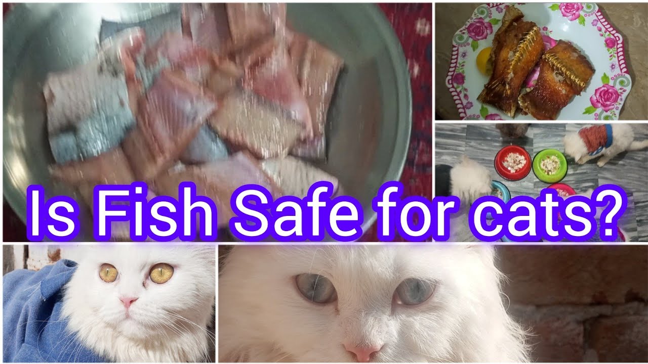 Is Fish Safe For Cats? | Should I feed Fish to my Cats? | Is it Safe ...
