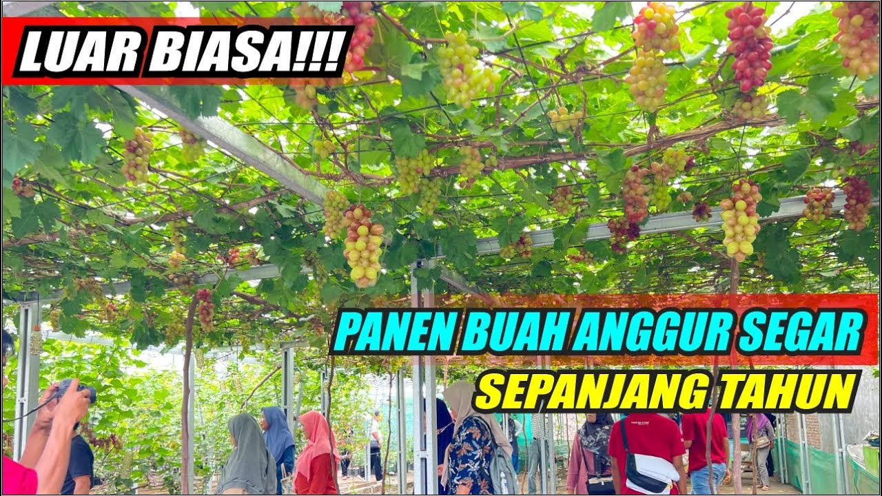 PANEN BUAH ANGGUR SEGAR SEPANJANG TAHUN TERUS-MENERUS - YouTube