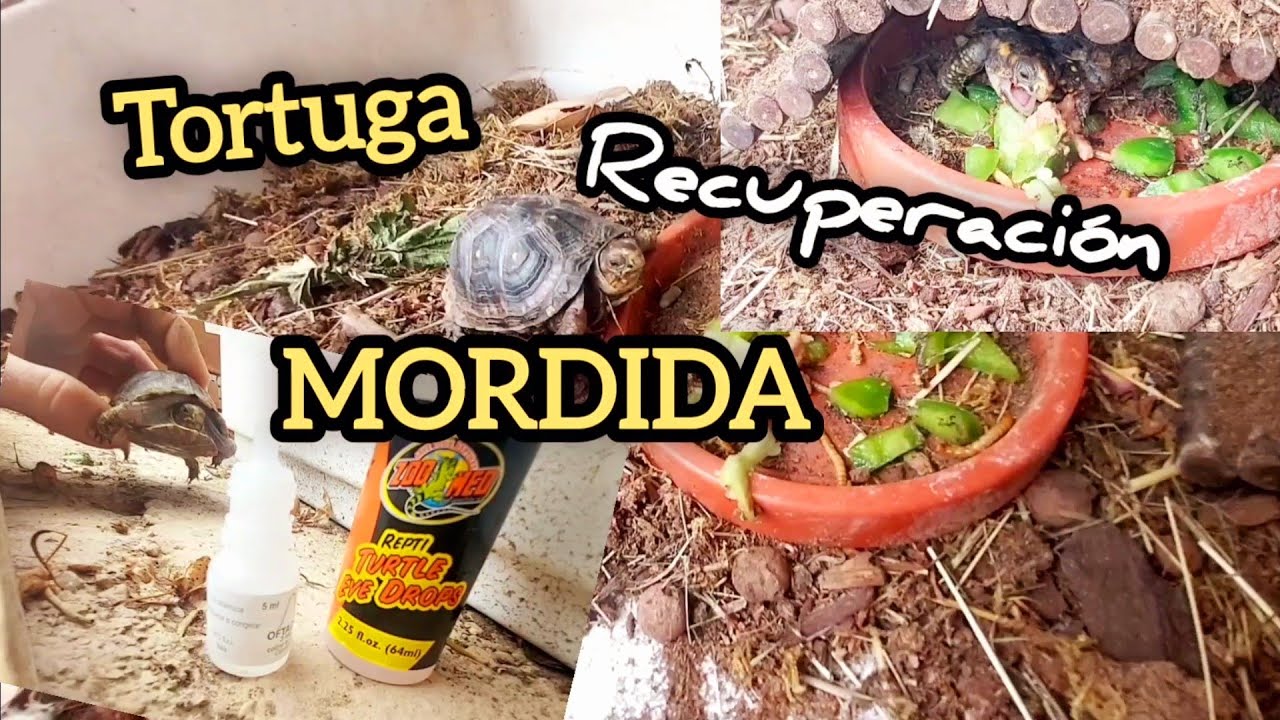 Tortuga MORDIDA tratamiento evolución enrofloxacina colirio - YouTube