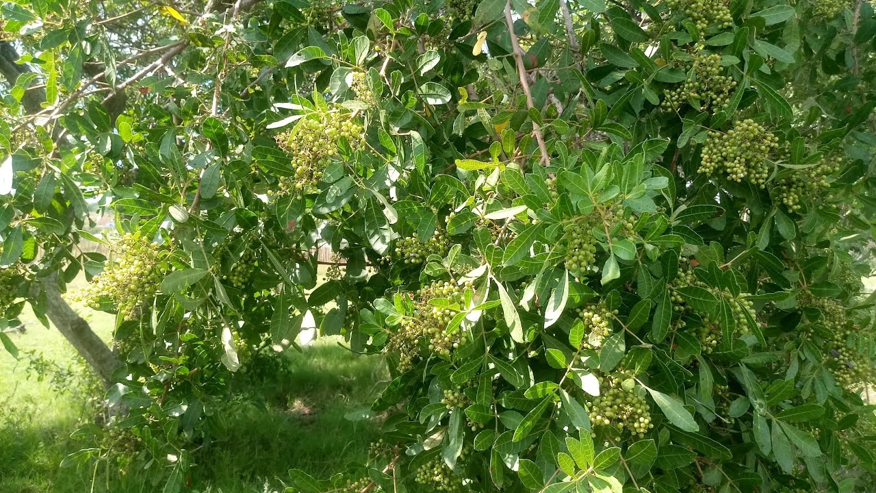 Para que serve a aroeira? Veja benefícios dessa planta medicinal - YouTube