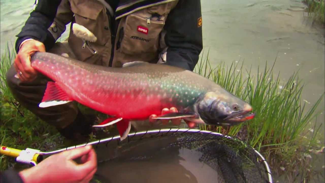 Jumbo Perch, Lower Niagara River, ON Part 1 of 4 - YouTube