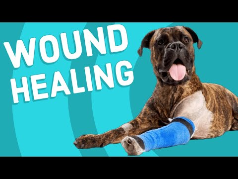 Dog Wound Recovery [+video]