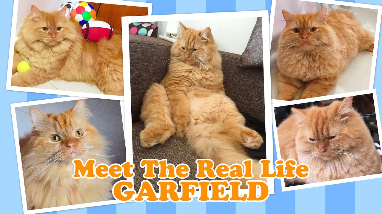 TOP TRENDING GARFIELD REAL - LIFE - YouTube