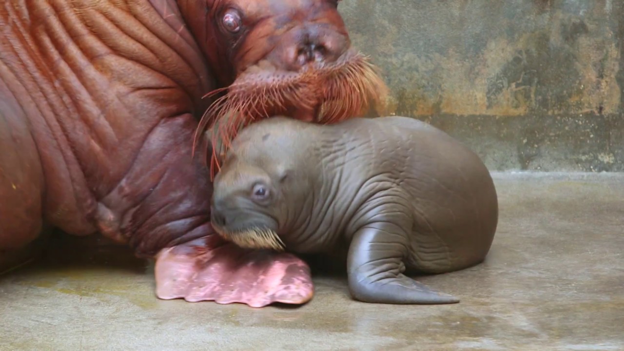 First Walrus Calf in Park History | SeaWorld Orlando - YouTube