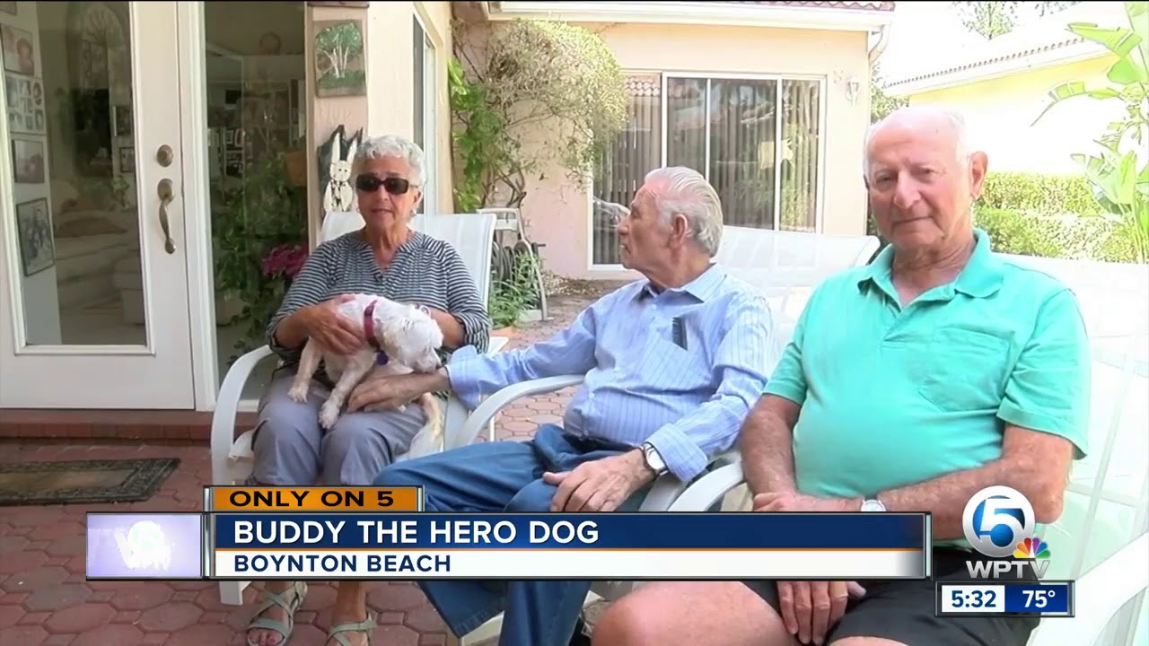 Buddy the dog credited with saving owner's life - YouTube