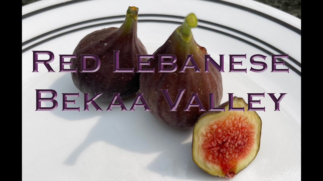 Red Lebanese Bekaa Valley - YouTube