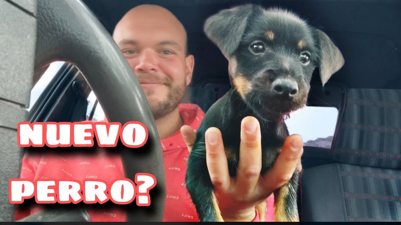 Conoce al Cachorro Jack Terrier Aleman - YouTube
