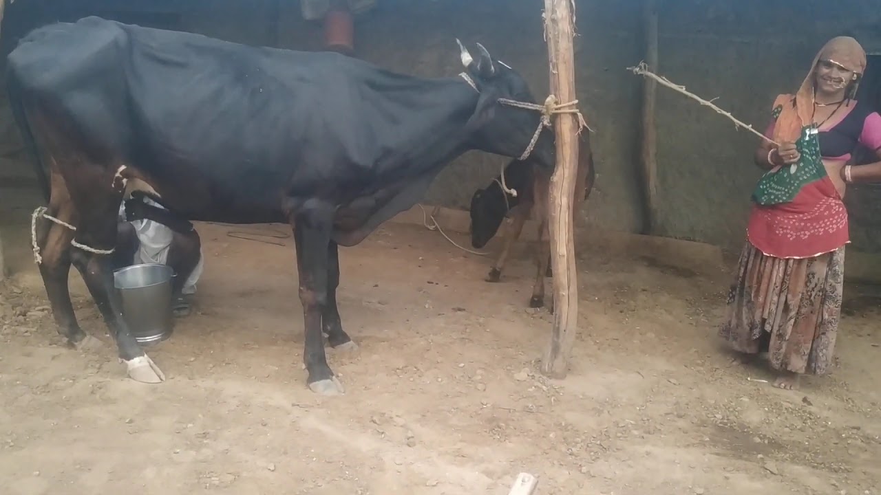 Amazing village Girls milking & Men & women full hand milking.. - YouTube