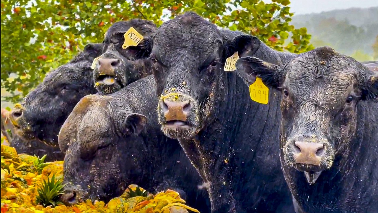 3.500 BOVINOS DE CORTE POR ANO BLACK ANGUS - ROSEDA FARMS, ESTADOS ...