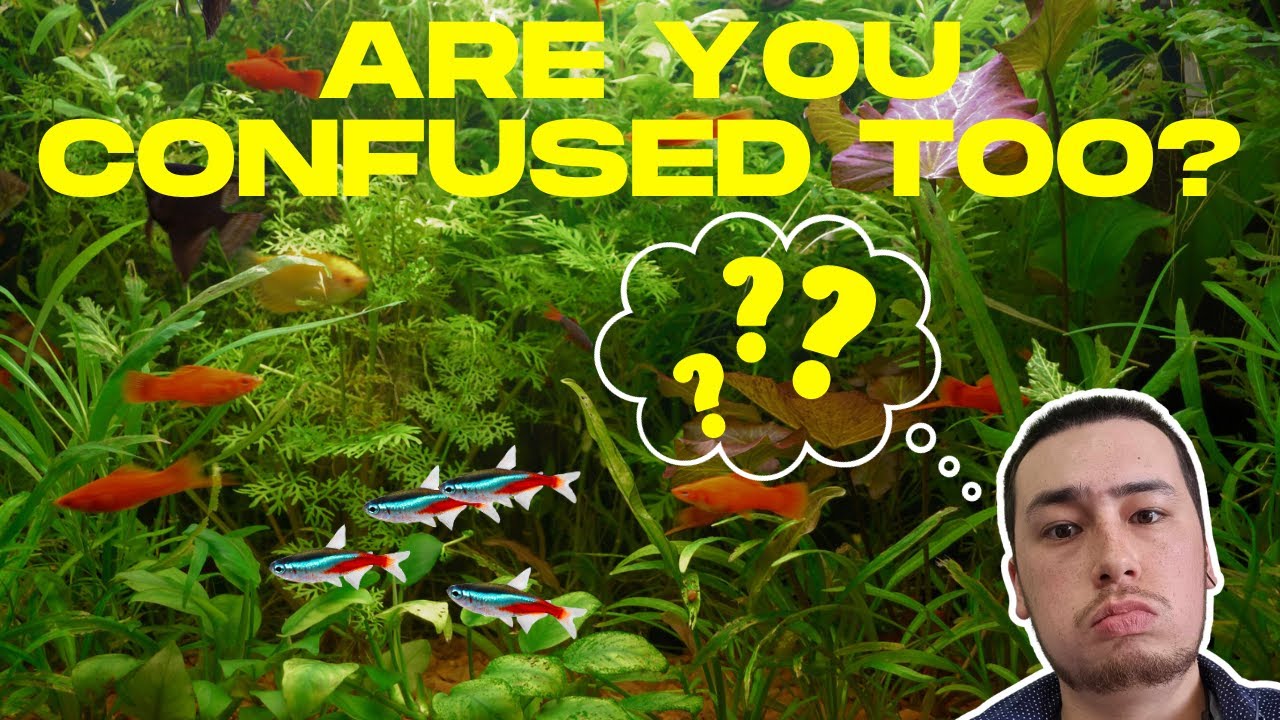 How to find Good Aquarium Information Ep.38 - YouTube