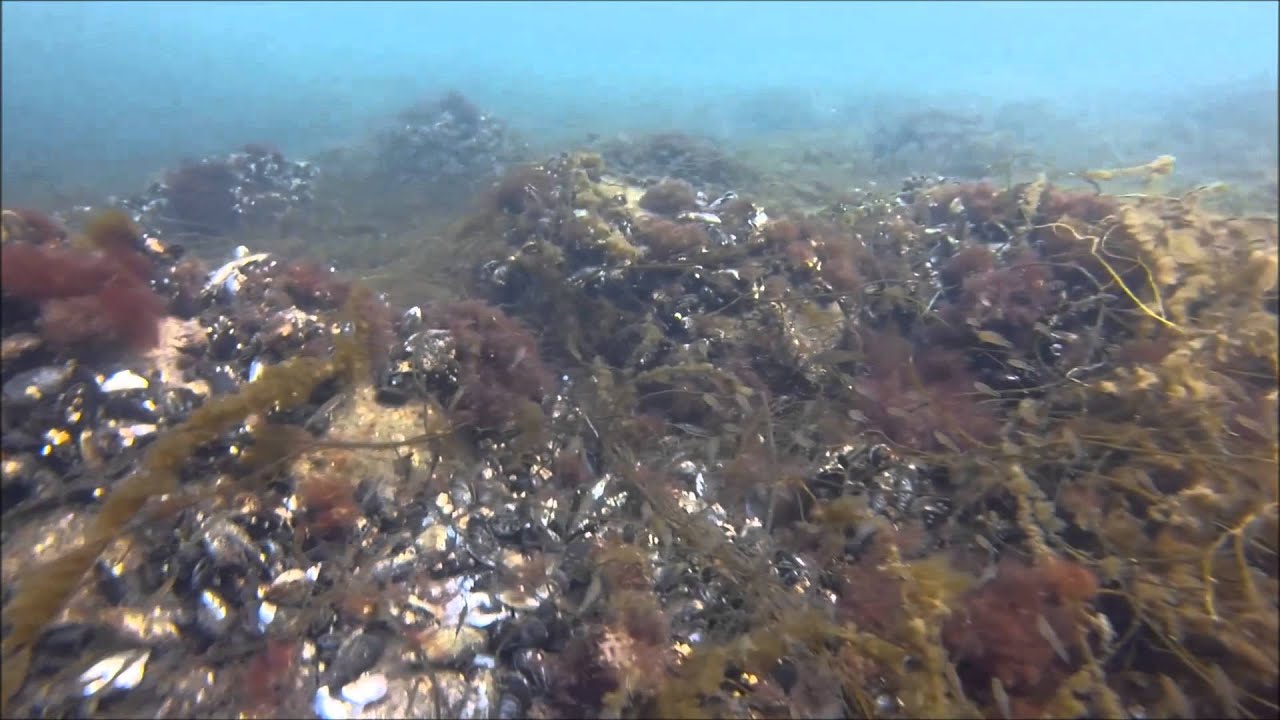 Marine life on "Ryggen" in the Sound, Denmark - YouTube