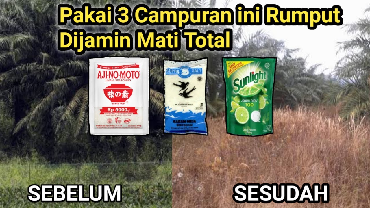 Tak perlu lagi racun rumput HERBISIDA...!! Cukup pakai 3 campuran bahan ...